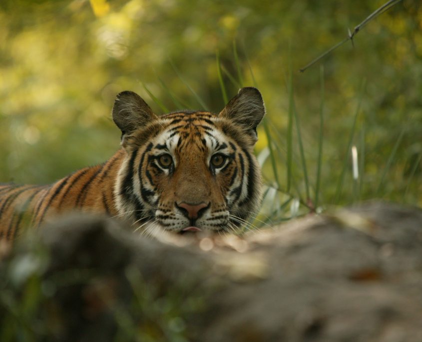 Bien-être animal dans le milieu touristique - IndeXperience